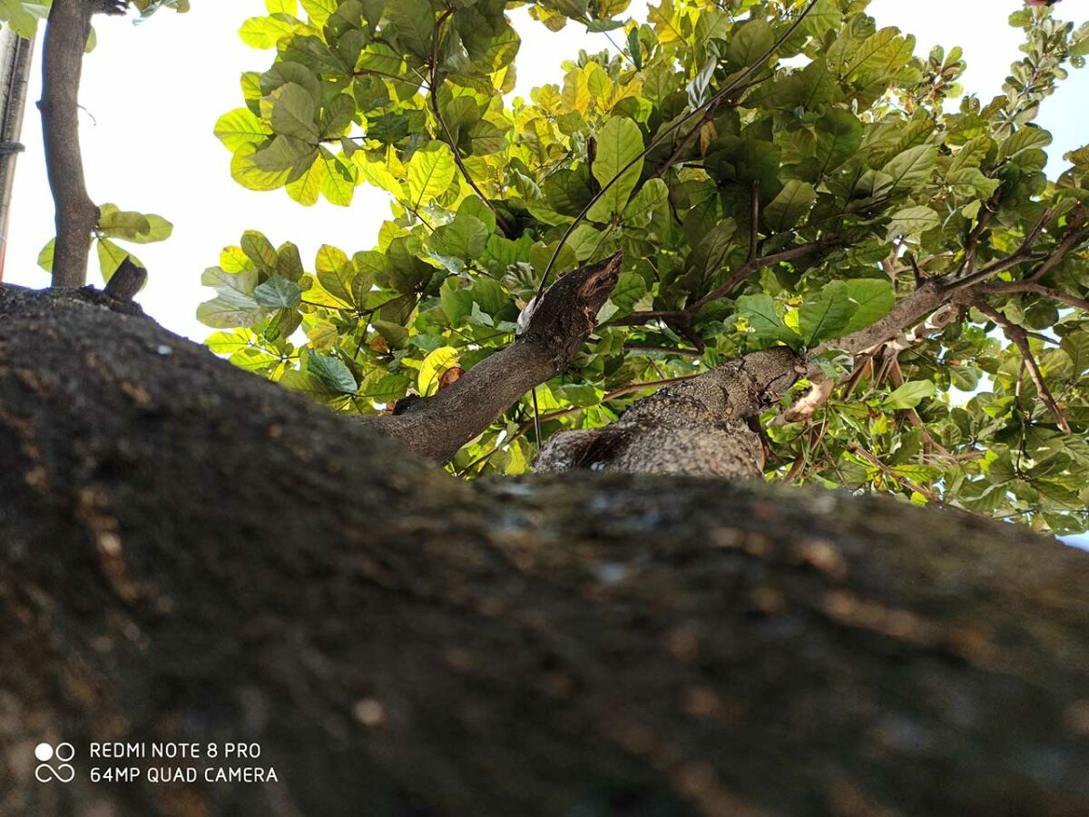 Redmi Note 8 Pro with 64MP camera: Sample pictures - revü