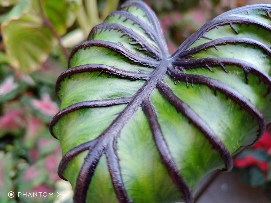 Tecno Phantom X camera test: A formidable shooter? - revü