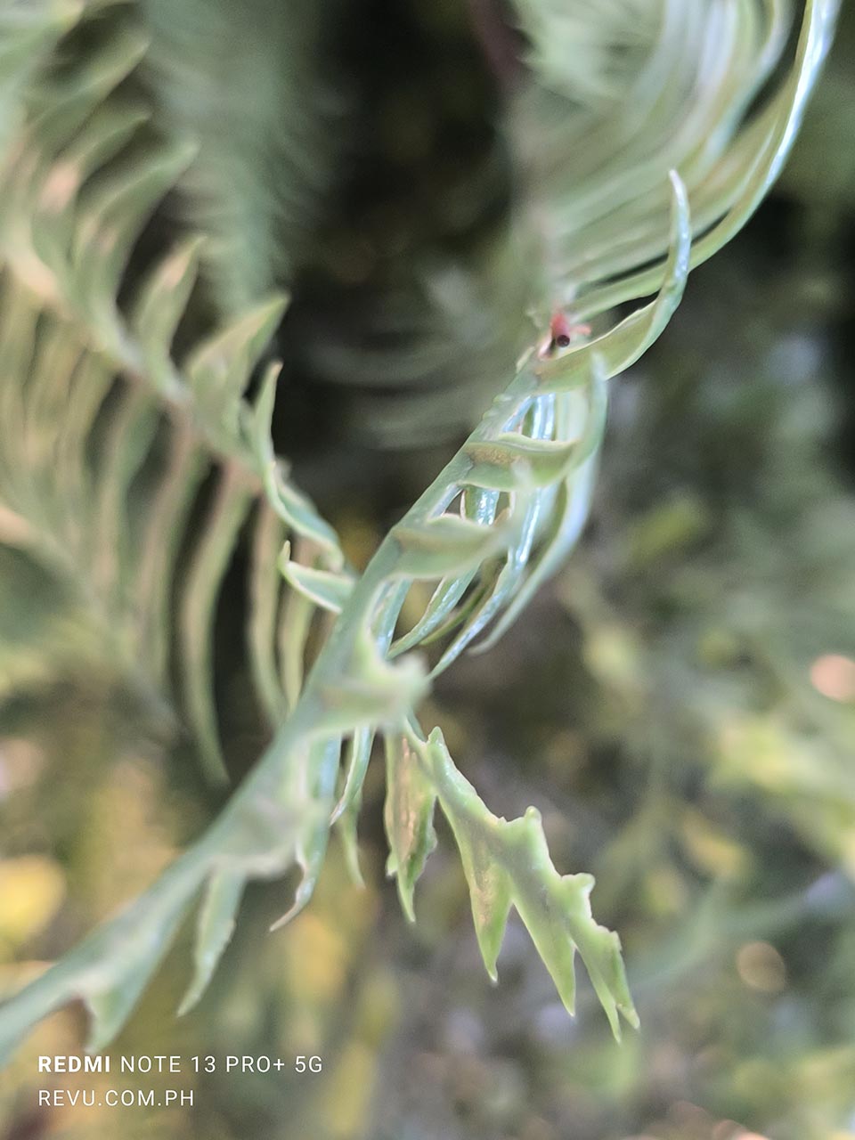 Redmi Note 13 Pro Plus 5G review: A near-flagship glow-up - revü