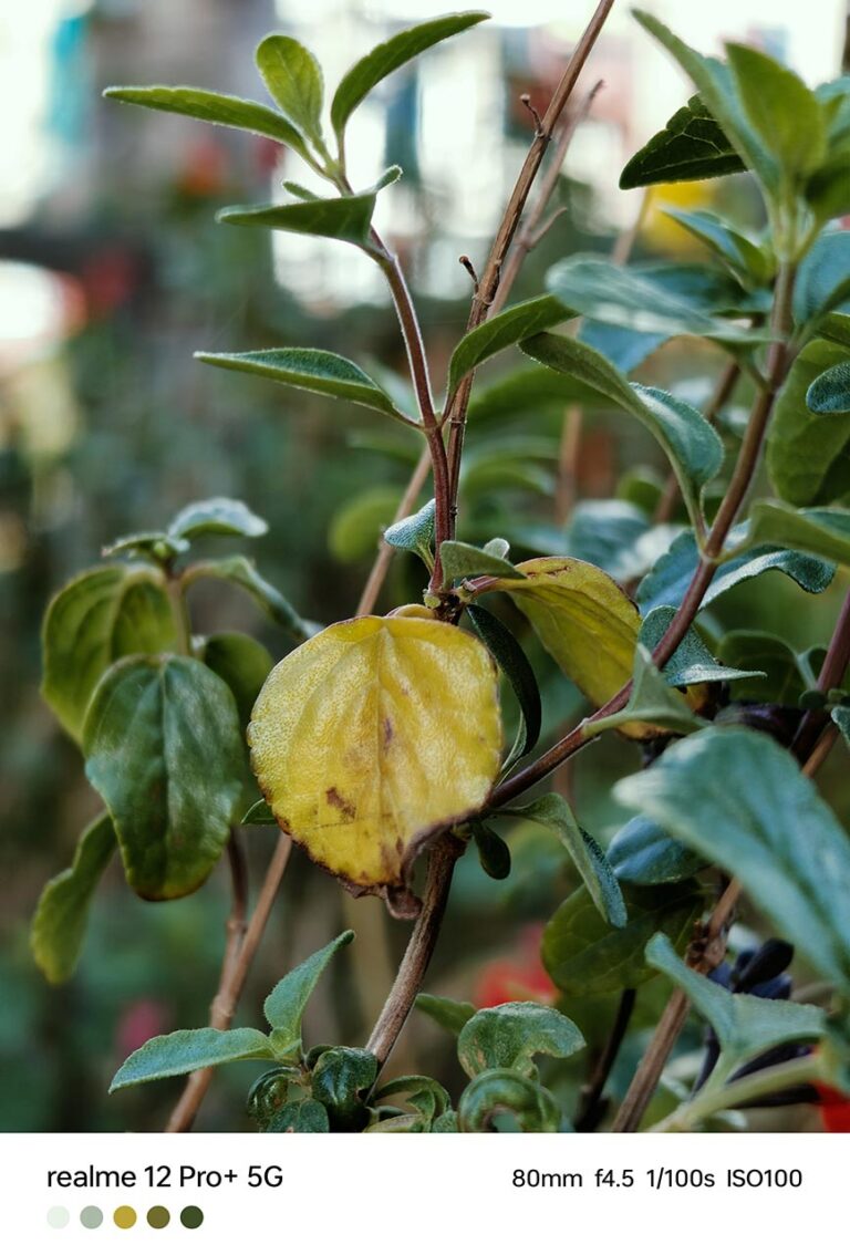 realme 12 Pro Plus 5G review: This phone's got the looks and the camera ...